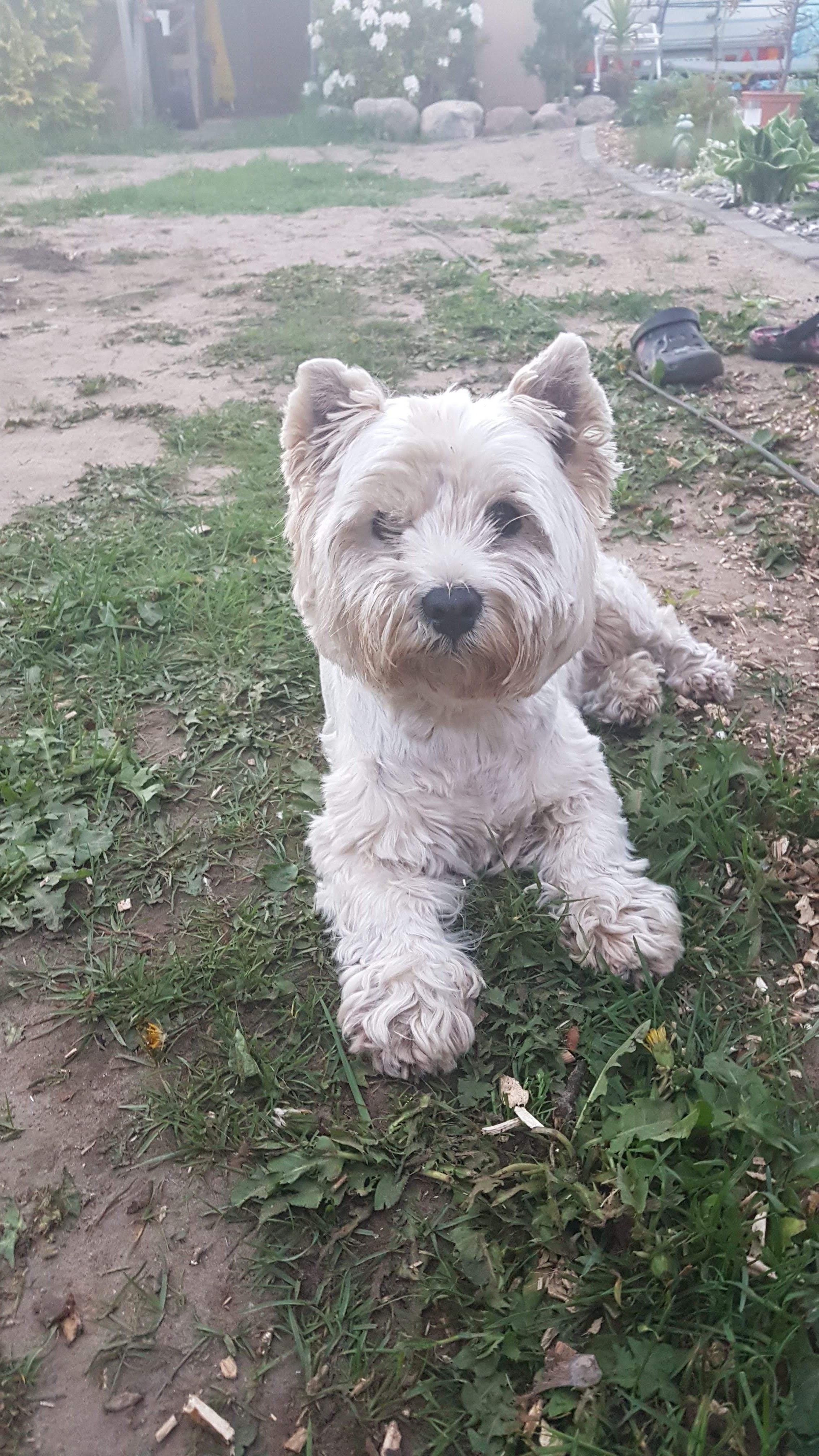 Hundezucht, West Highland White Terrier,Westi Welpen ,gute Züchter